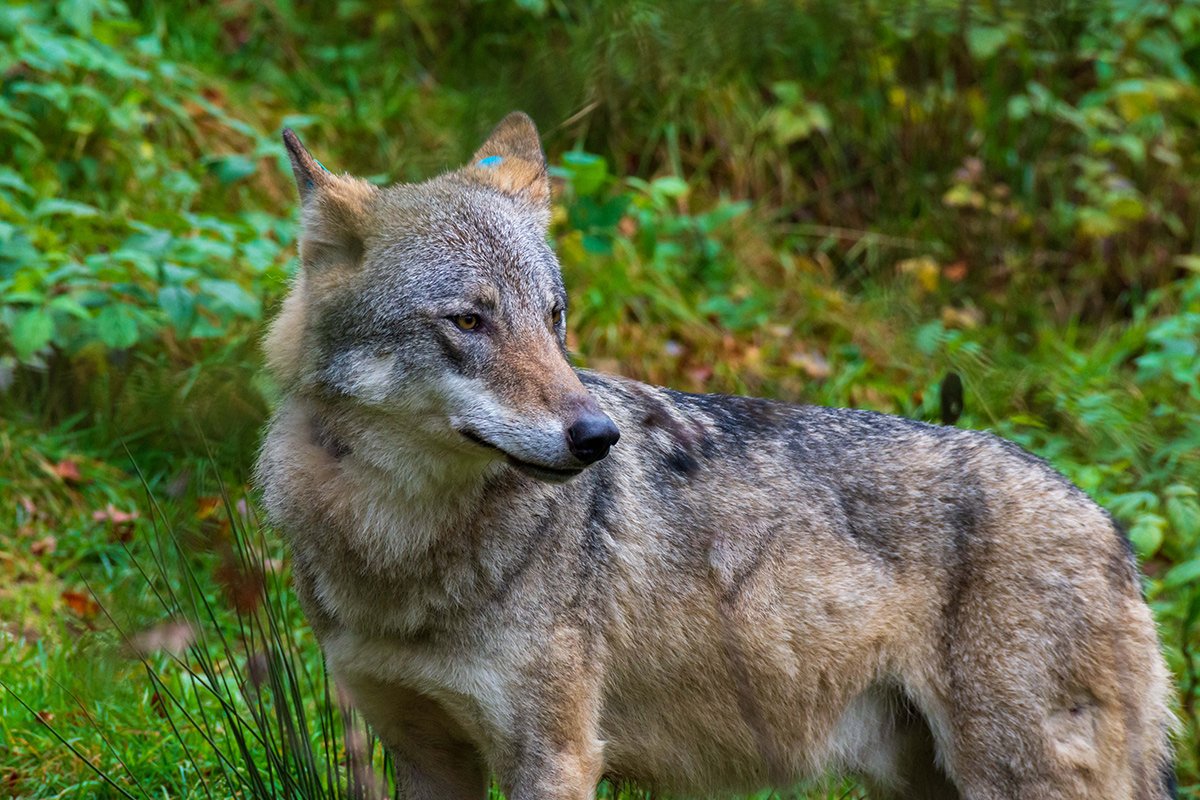 Vit stork i Skånes Djurpark