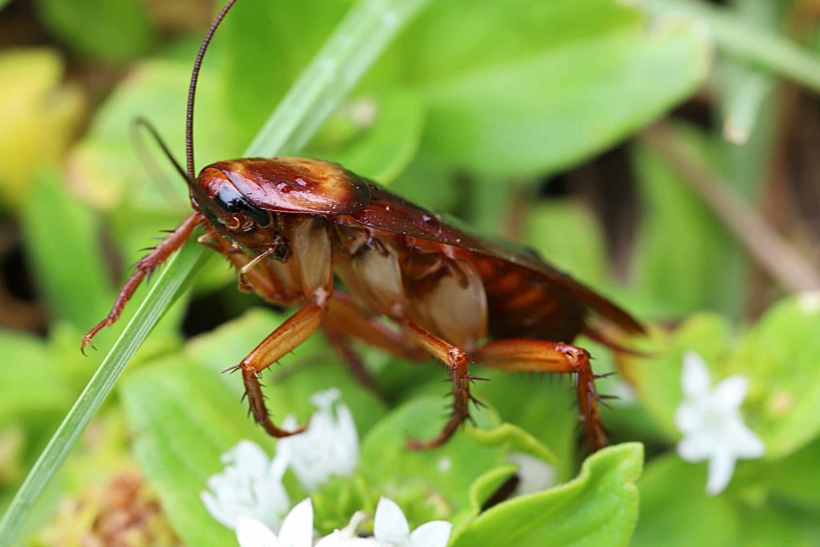 Cockroach Library, Cockroach Pest Control in Sacramento CA