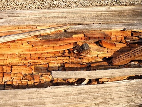 Dry Rot: What to Look for, the Damage It Causes, and How to Avoid It