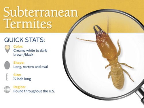 Sac CA Termite Library, Types of Termites, Termite Archives