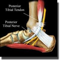 Tibialis Posterior