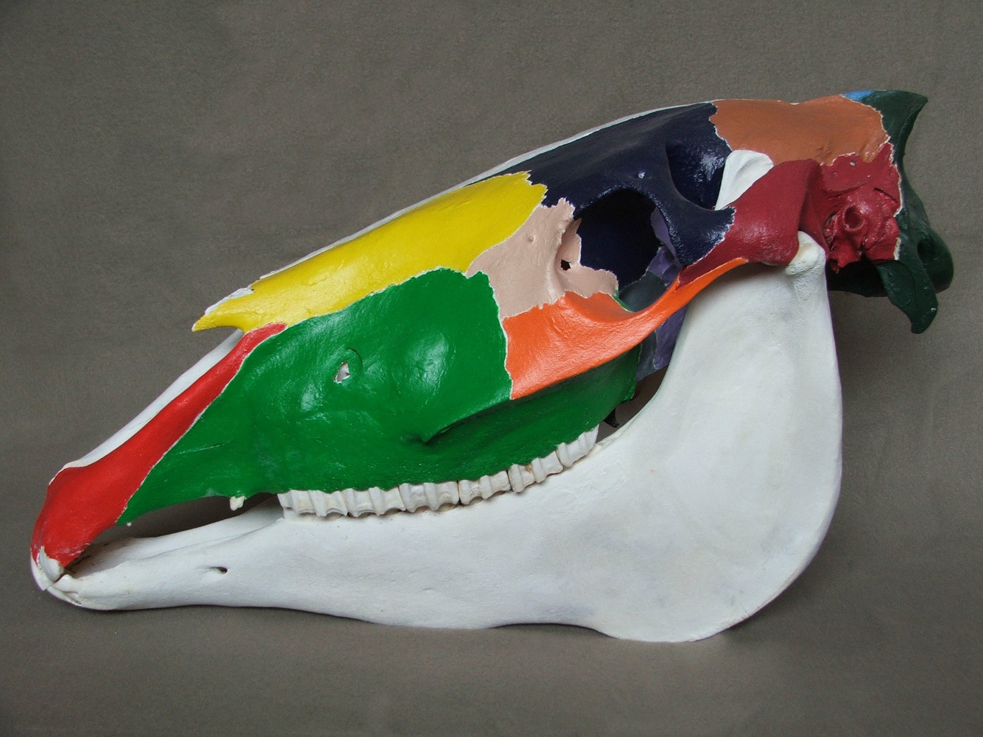 Praktijk voor paarden- en hondenosteopathie Martine Burgers