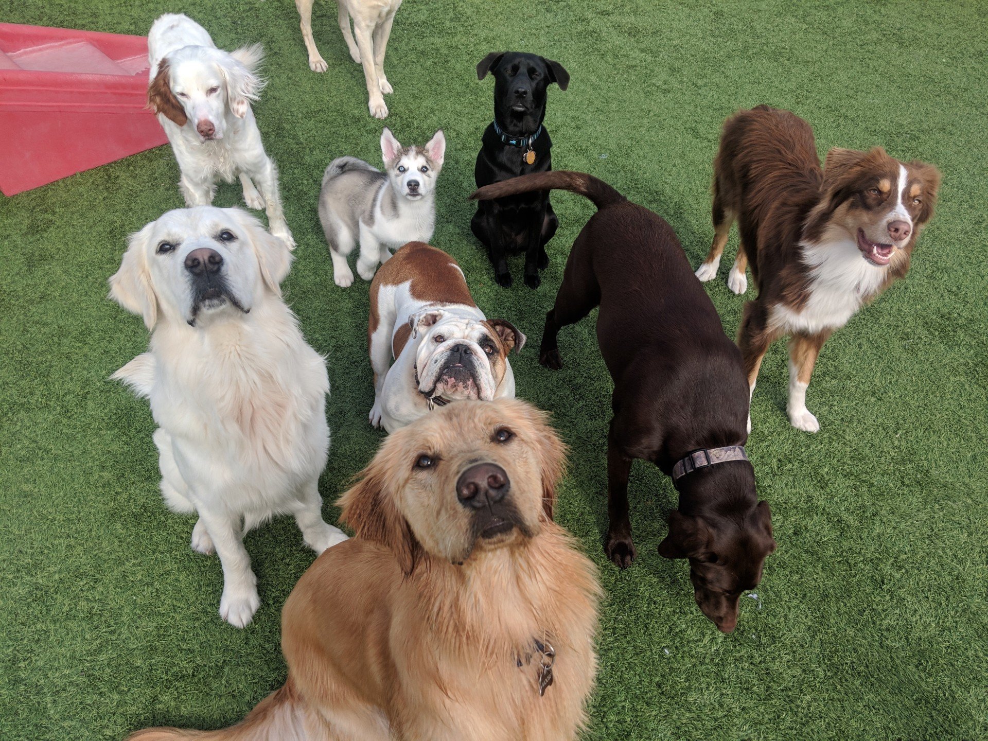 Gallery | Wilmington, NC | The Diggs at Paws & Claws