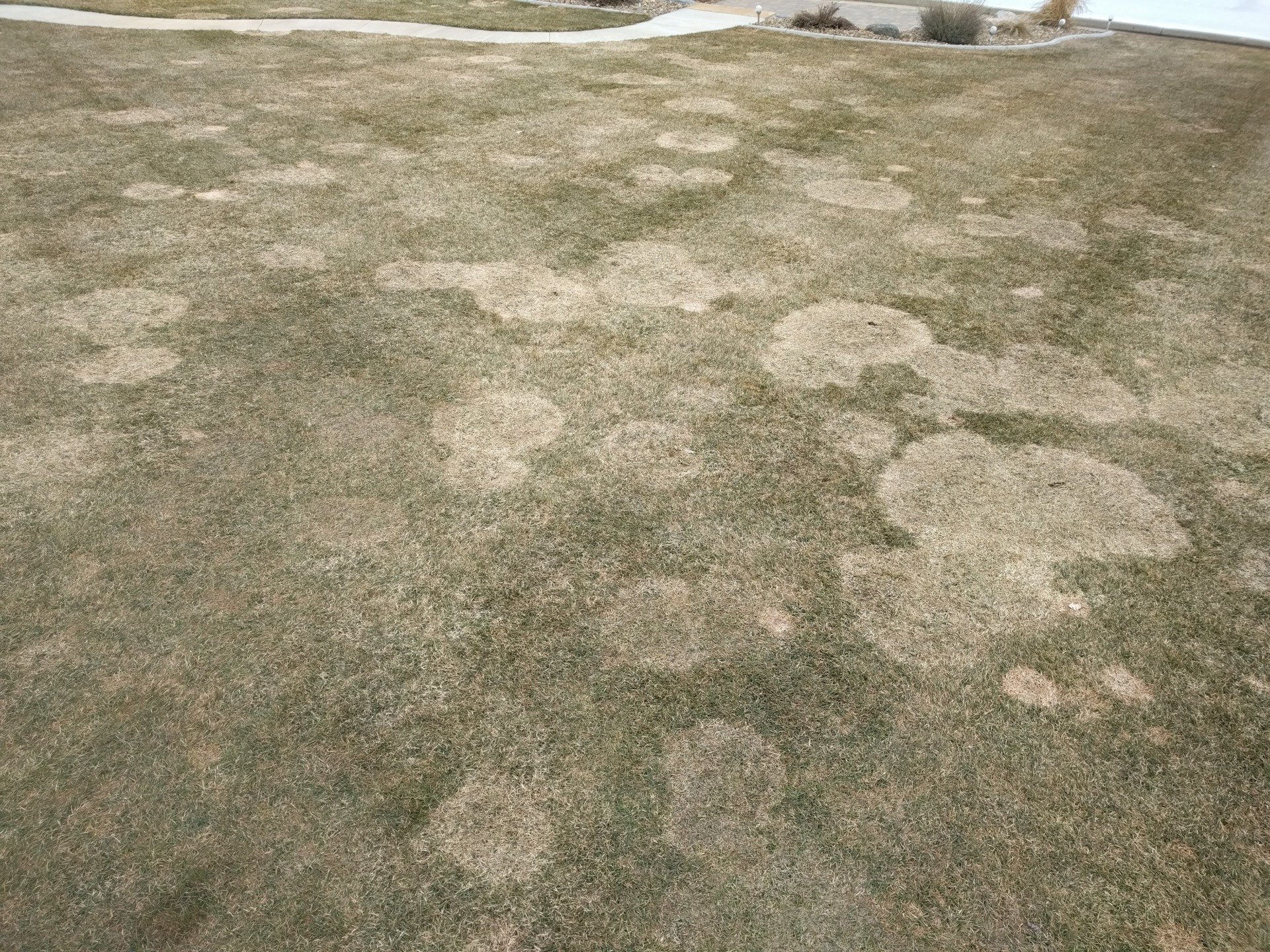 TURF DISEASE