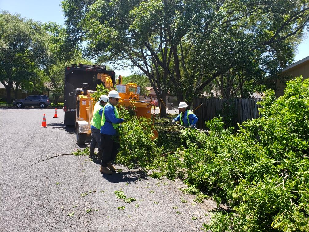 Total Tree Service San Antonio | Tree Service Estimate (210) 857-2006