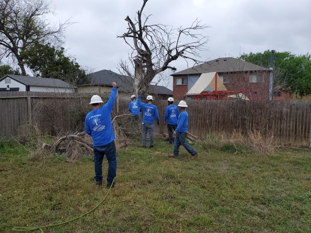 Total Tree Service San Antonio | Tree Service Estimate (210) 857-2006