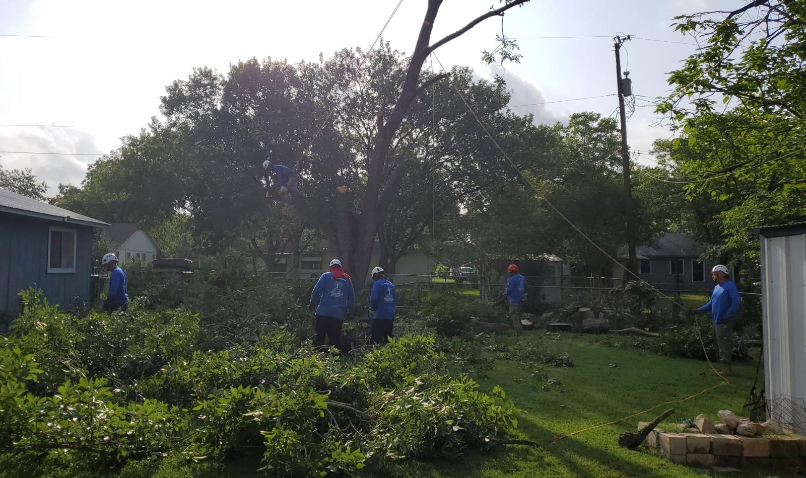Total Tree Service San Antonio | Tree Service Estimate (210) 857-2006