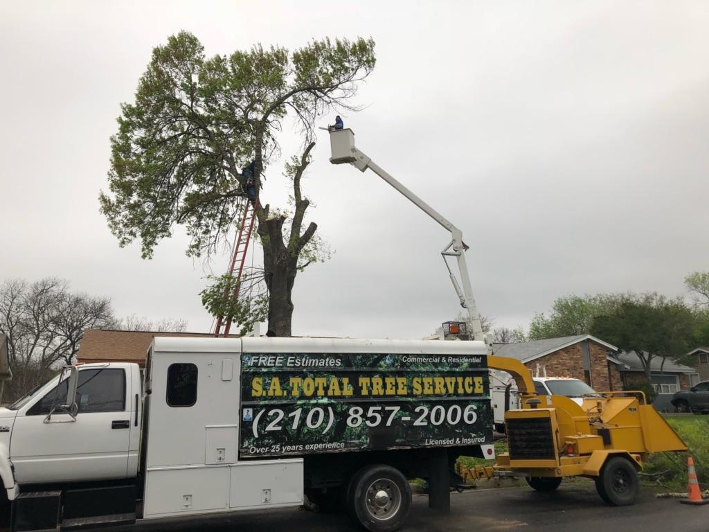 San Antonio Tree Service | SA Total Tree Service (210) 857-2006