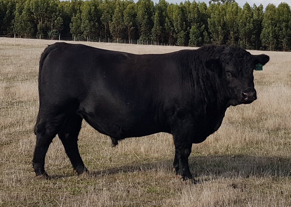 Your Commercial Angus Cattle Farm, Buy Angus Cattle | Branxholme