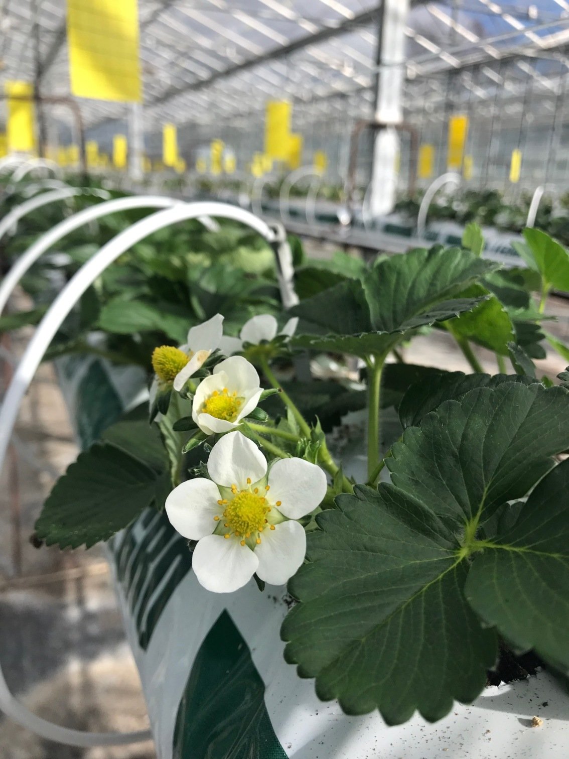 Strawberry Fun Facts