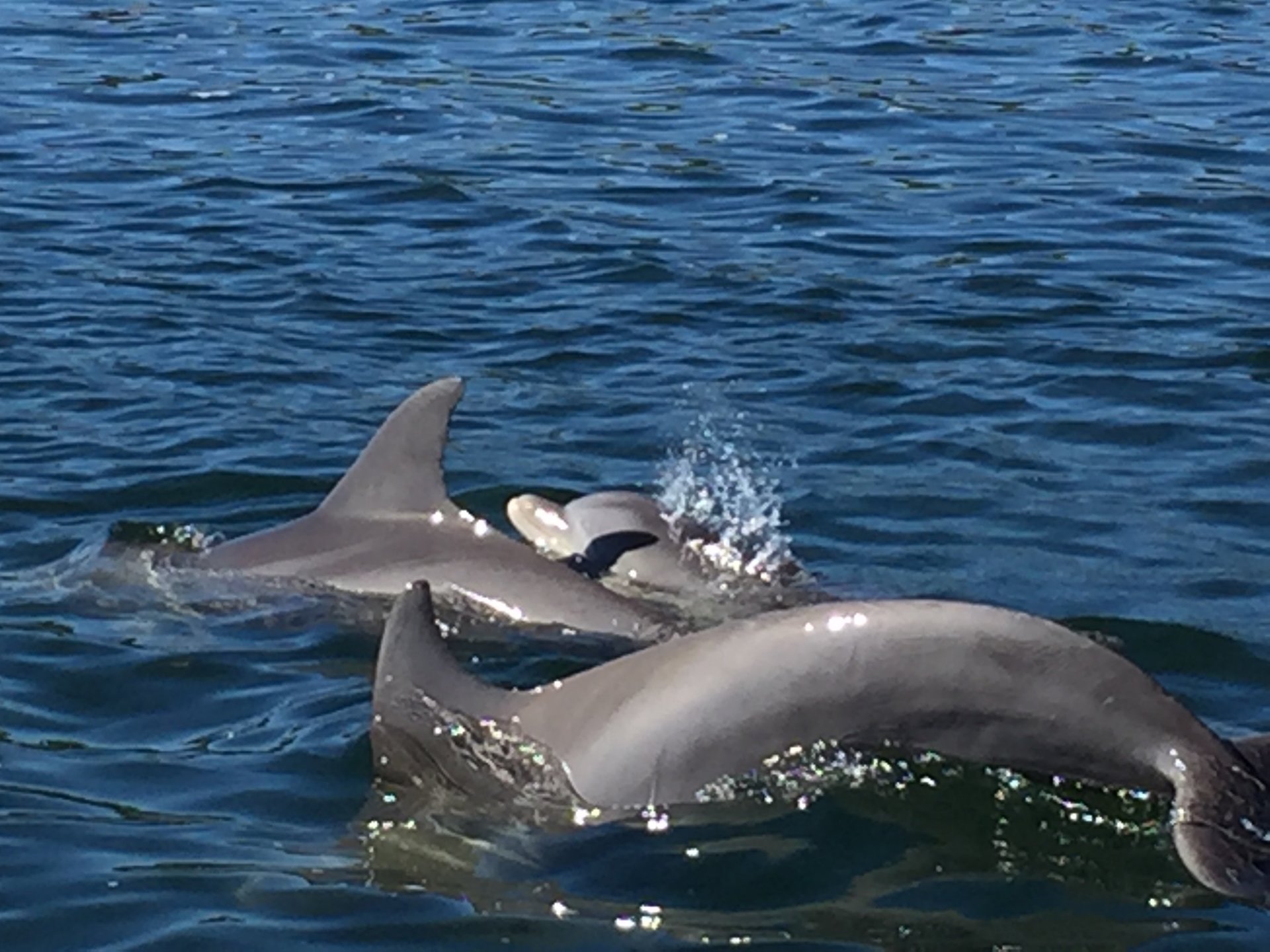 Osprey Shell Island Dolphin Tours 850-814-8016