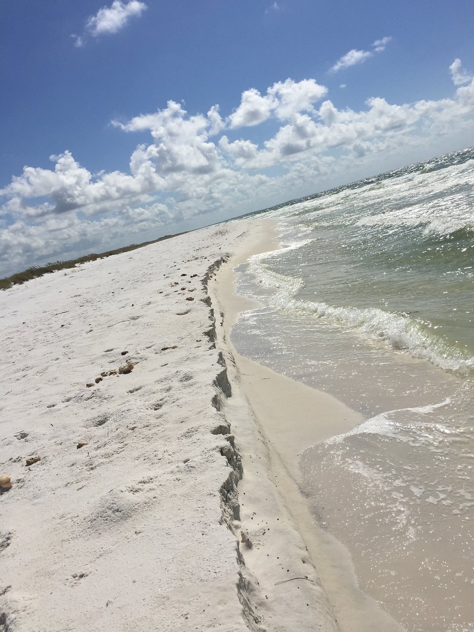 Osprey Shell Island Dolphin Tours 850-814-8016