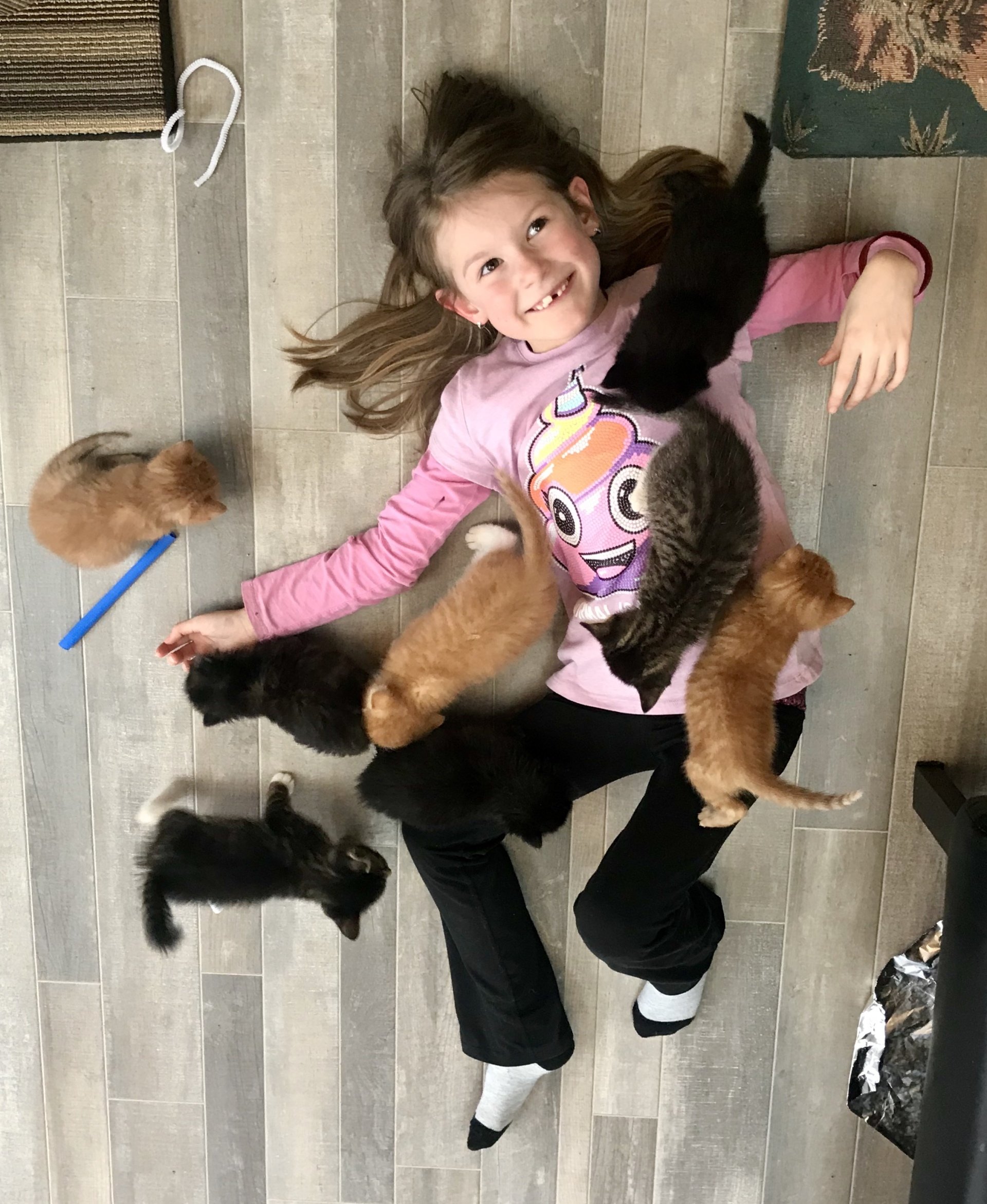 Arthur Animal Rescue | Home