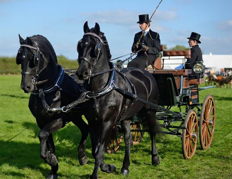 Horse & Carriage for Funerals | Regency Horse & Carriage Masters