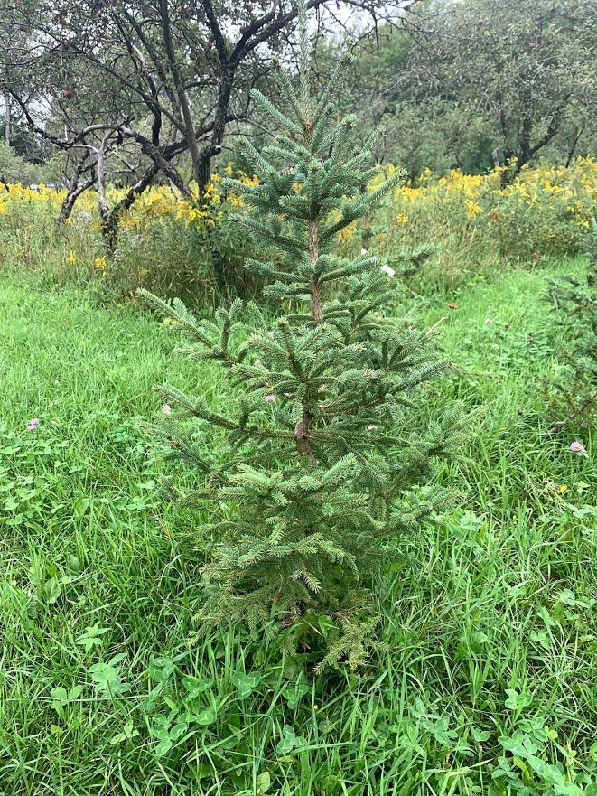 Nursery in Marquette, MI | EverGreen Nursery, Inc.