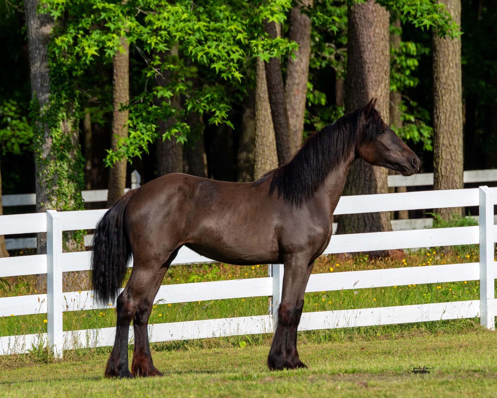 Gaja Gypsy Friesian Cross Mare