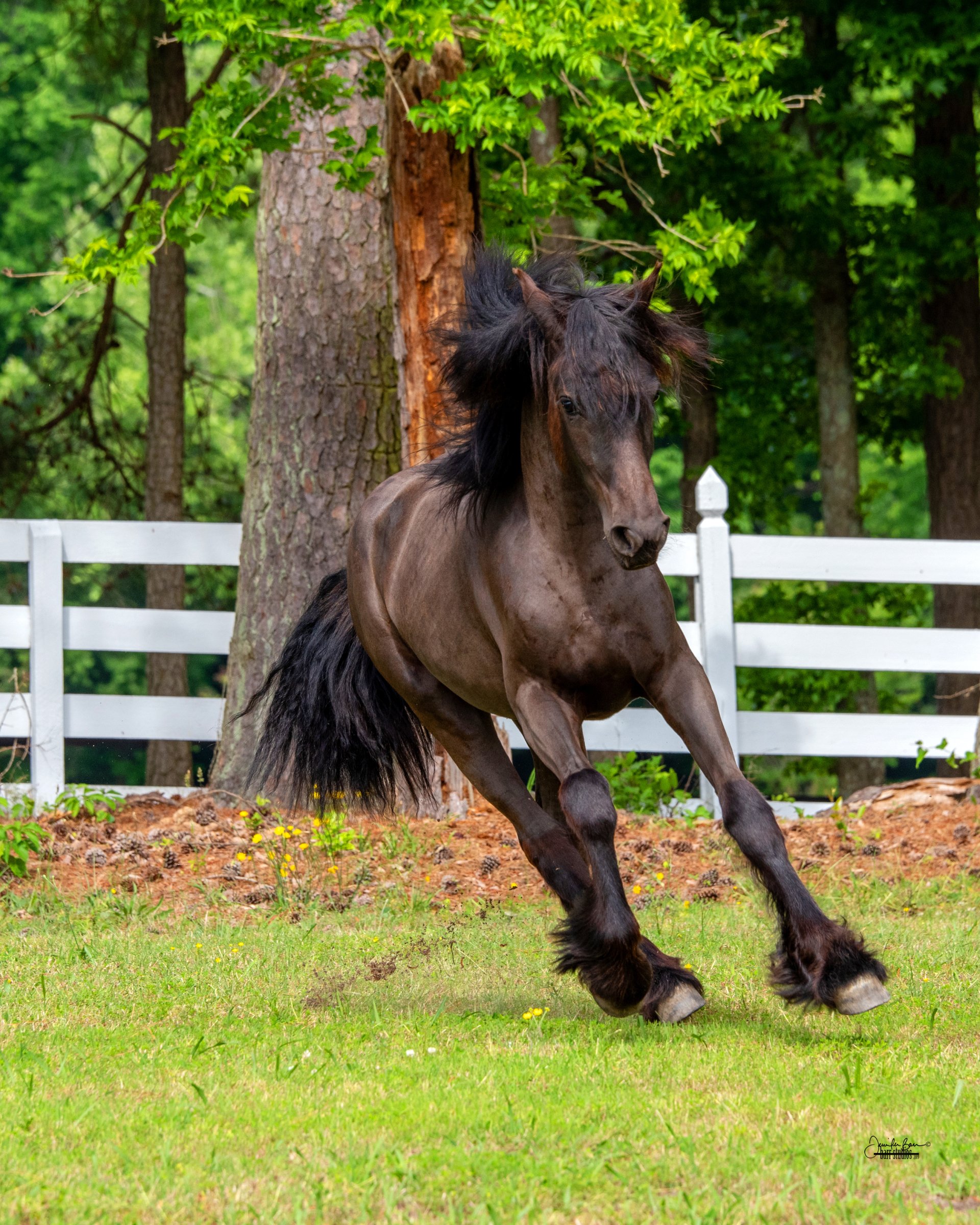 Gaja Gypsy Friesian Cross Mare