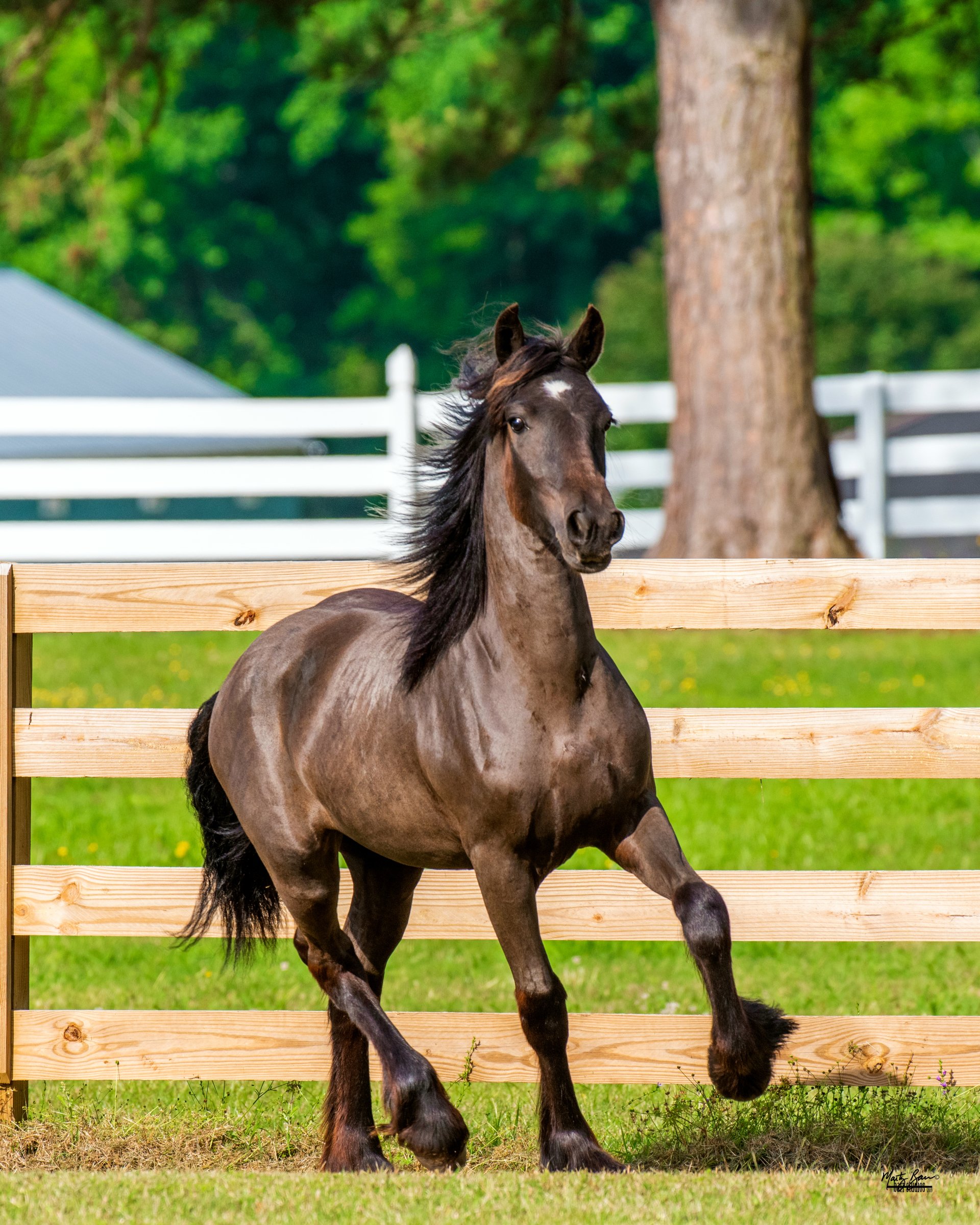 Gaja Gypsy Friesian Cross Mare