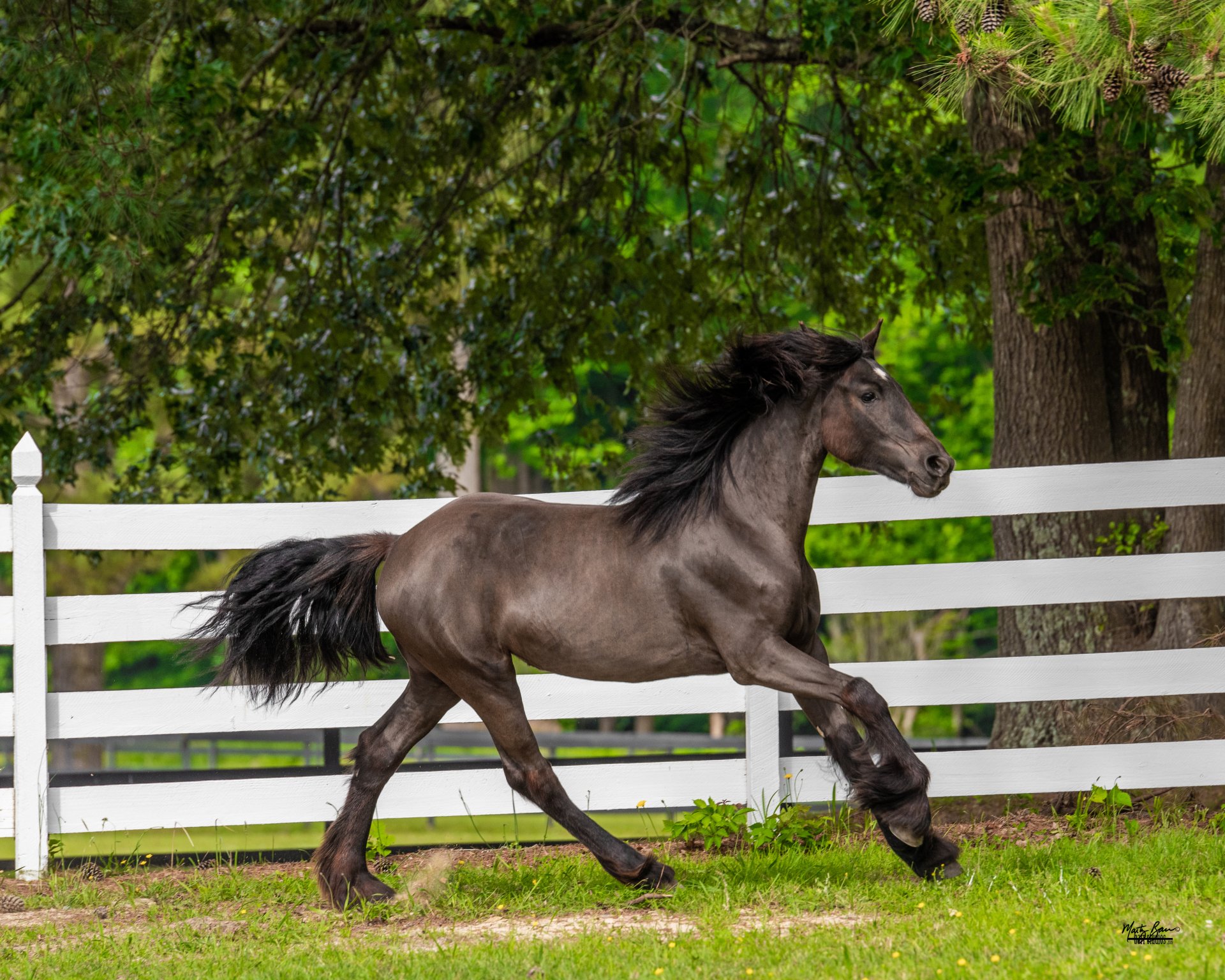 Gaja Gypsy Friesian Cross Mare