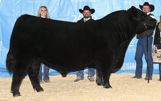 DMM International 54D | RDM Angus