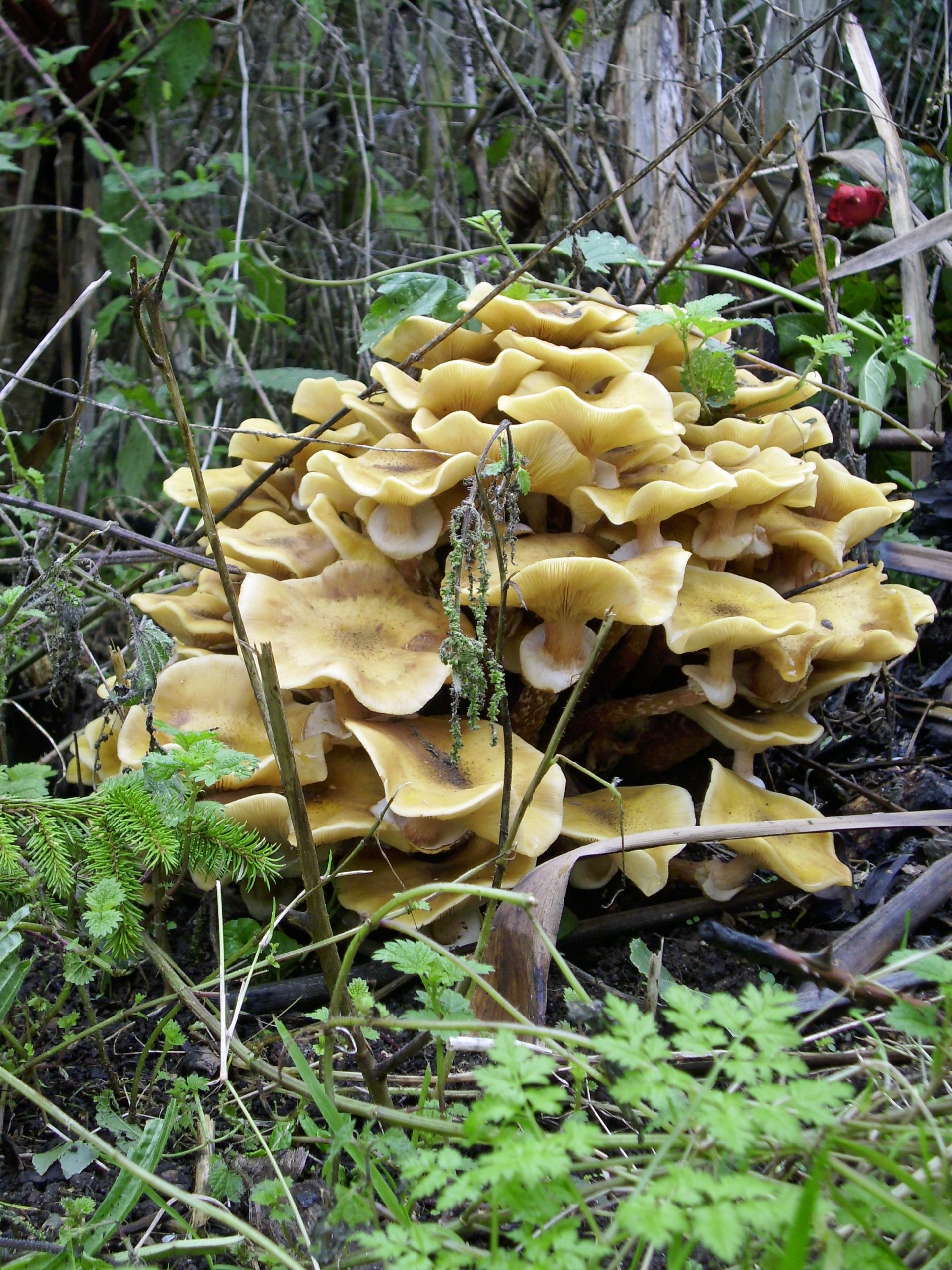 Common tree pests | David Lukeman Tree Care