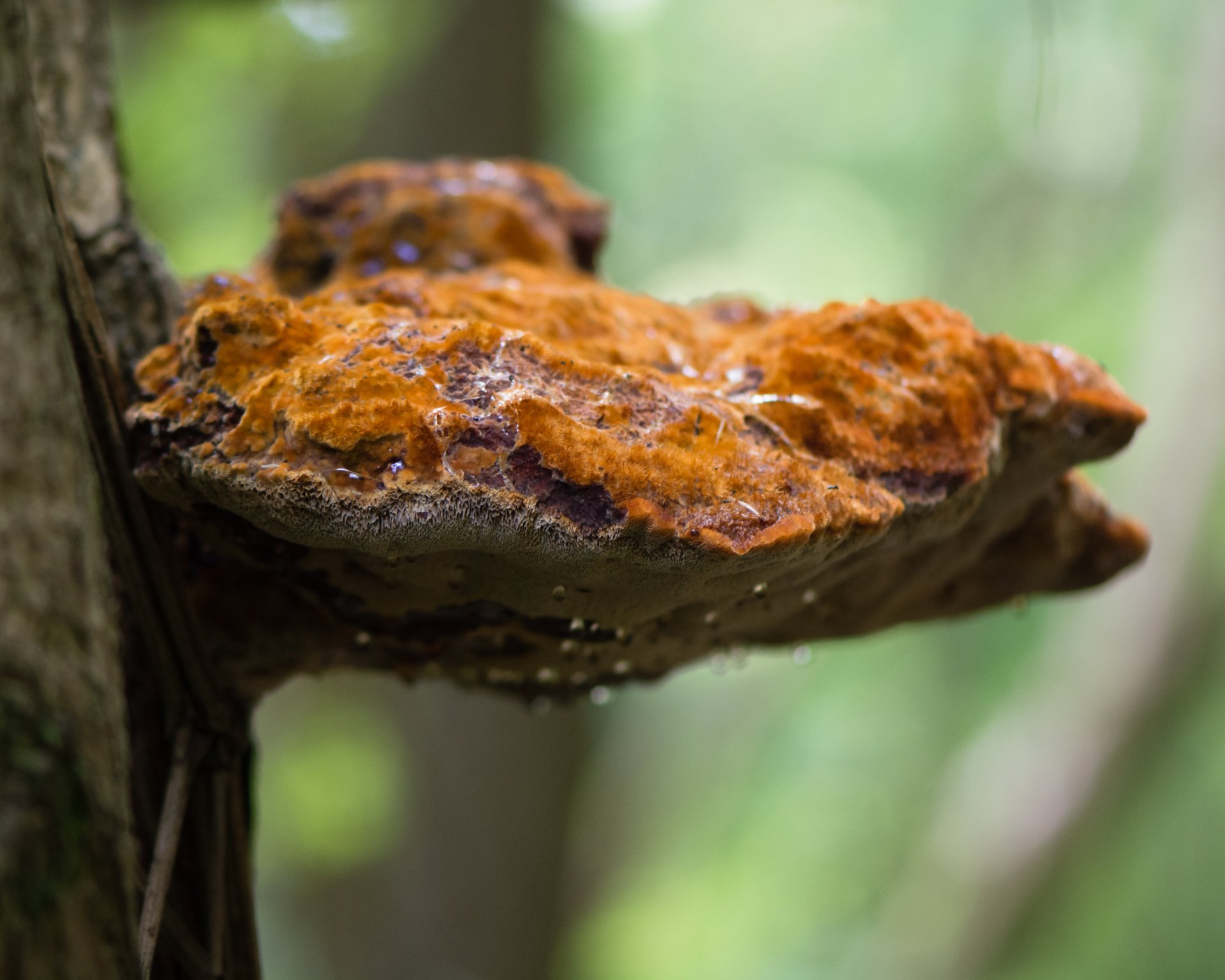 Common tree pests | David Lukeman Tree Care