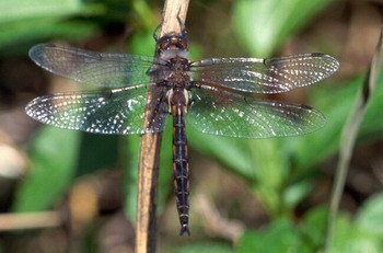 Damselflies & Dragonflies of Oxley