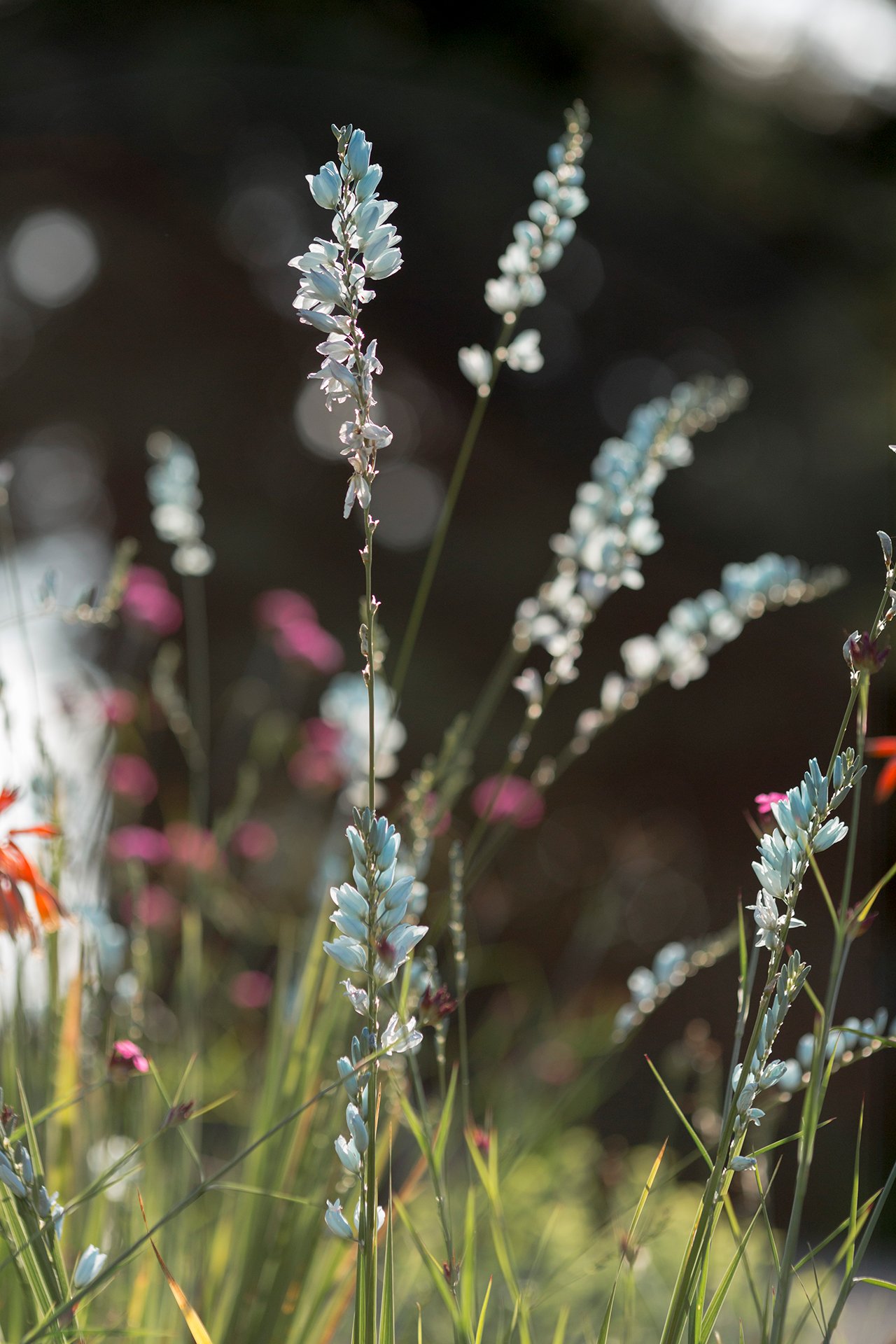 Welton House Gardens | Marlborough, New Zealand | Gallery