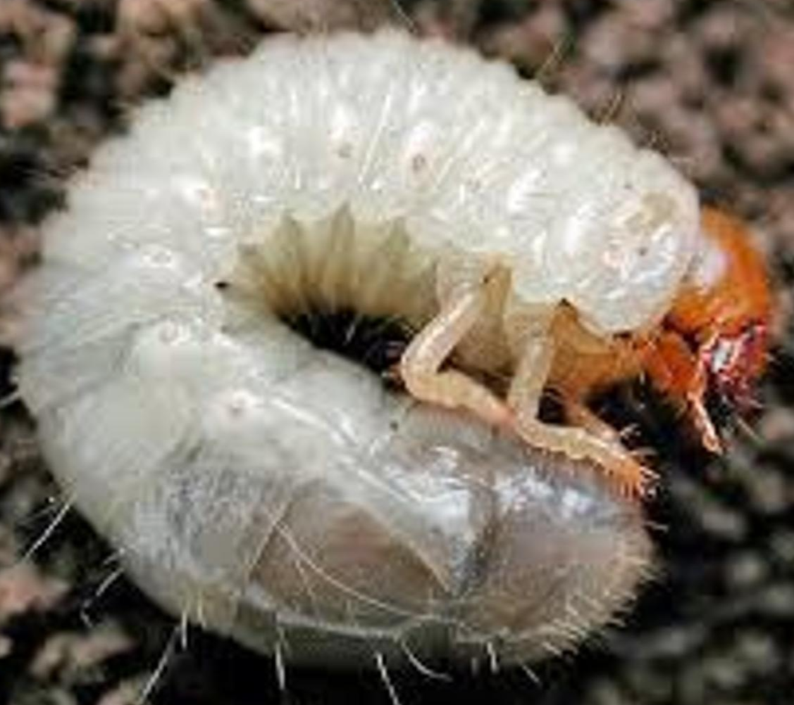 How to Kill White Grubs in Turf | Green Garden Landscaping