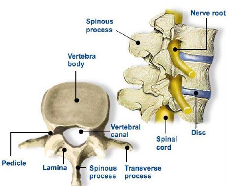 The Cervical Curve Structure, Function and Optimal Health
