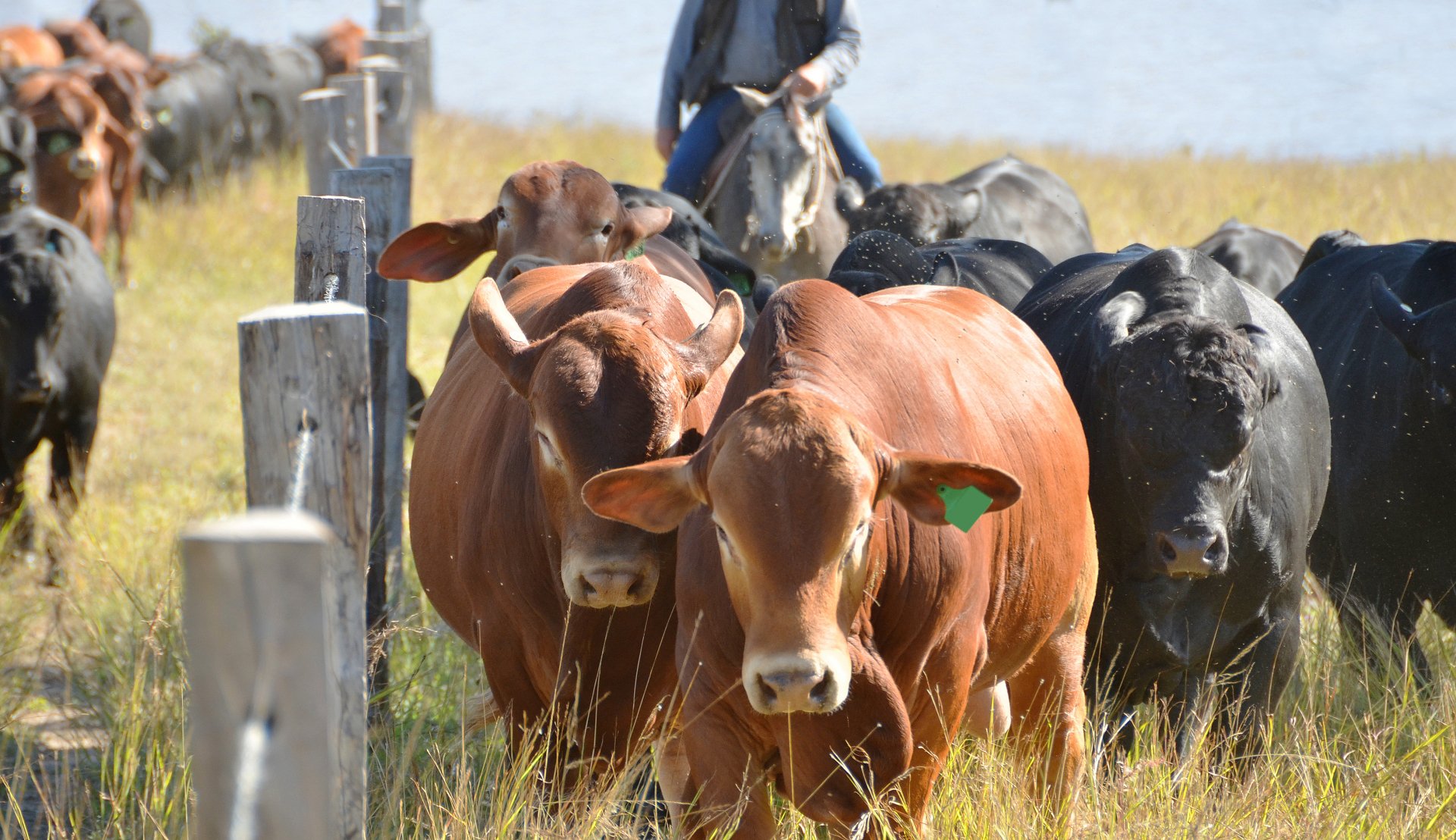 Red and black brangus cattle - Brangus.com.au