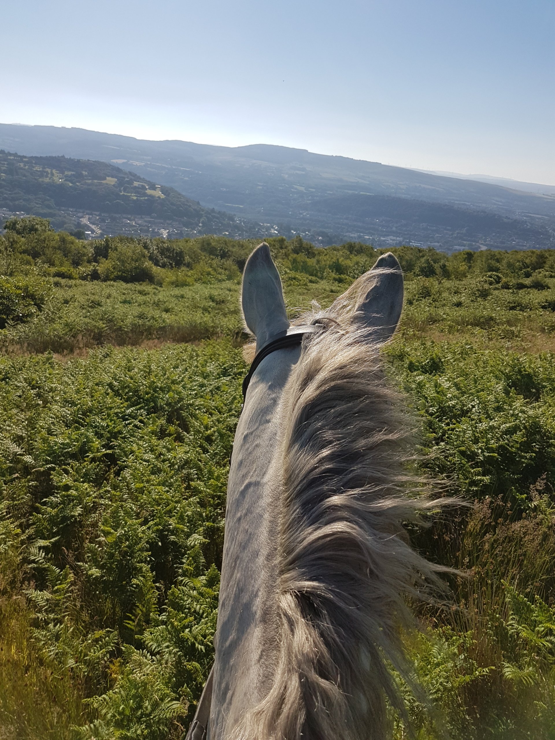 Horse stables | Green Farm Riding Stables