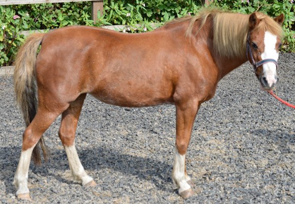 Horse stables | Green Farm Riding Stables