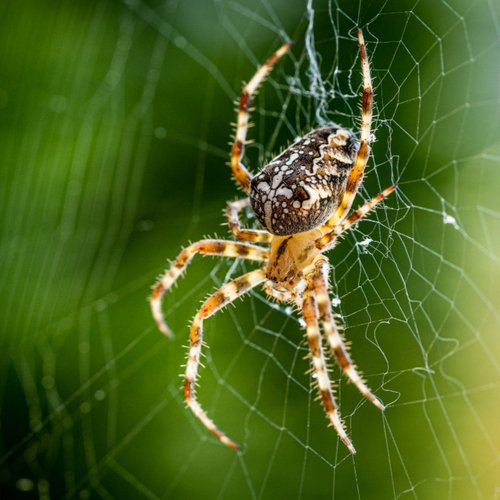 Education Wildlife Resources | Crying Buffalo