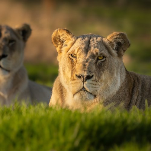 Education Wildlife Resources | Crying Buffalo