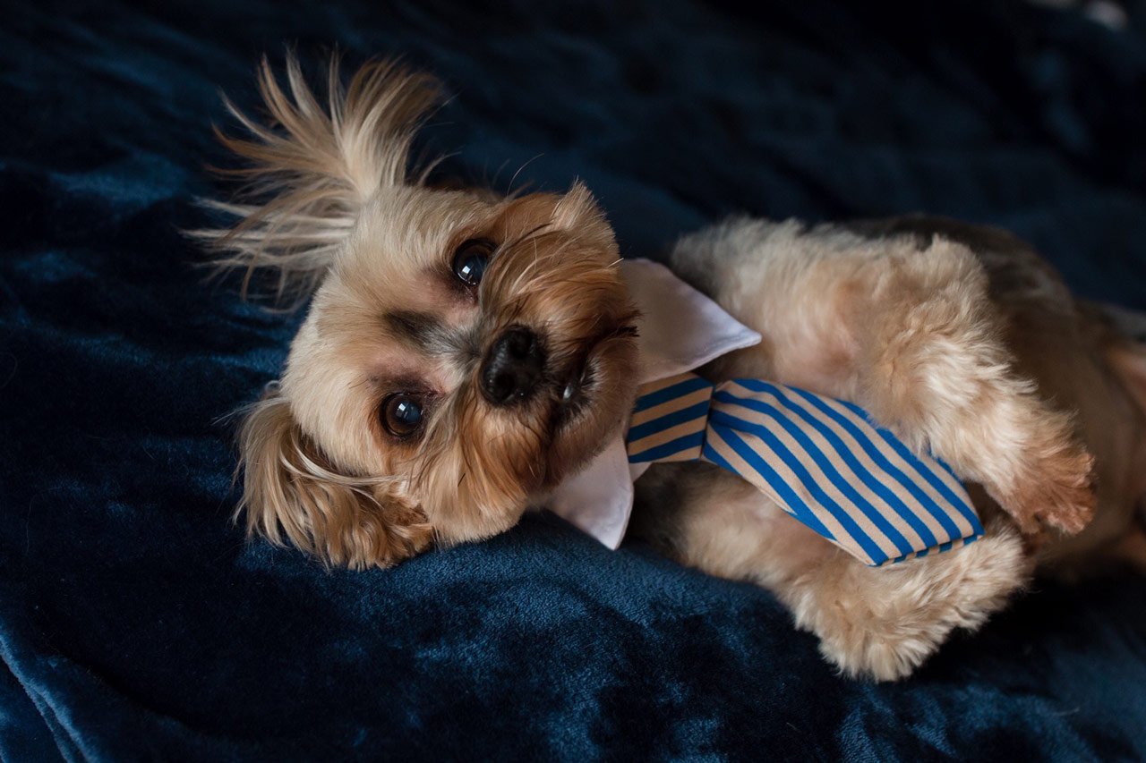 Gallery | St. Joseph Animal Hospital | St. Joseph, IL