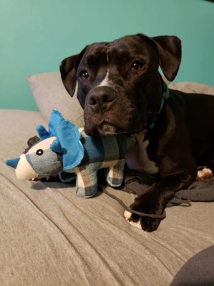 Gallery | St. Joseph Animal Hospital | St. Joseph, IL