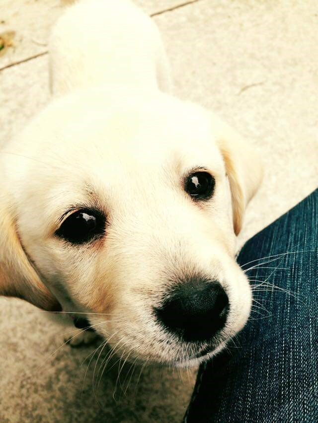 Gallery | St. Joseph Animal Hospital | St. Joseph, IL
