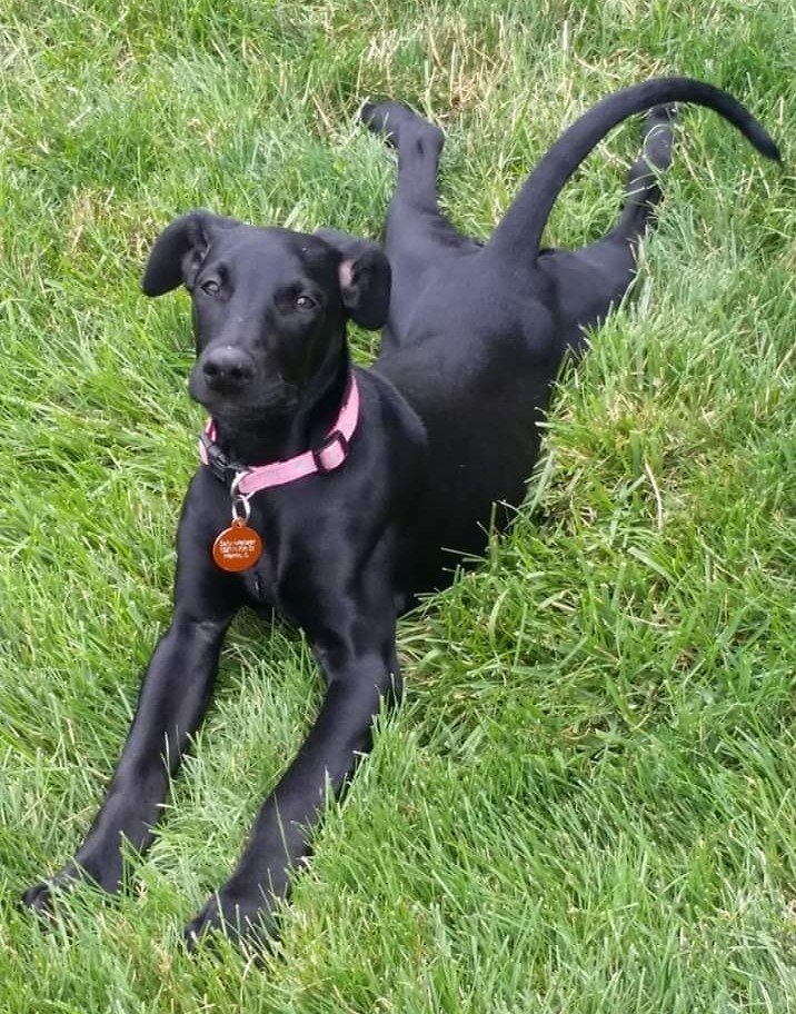 Gallery | St. Joseph Animal Hospital | St. Joseph, IL