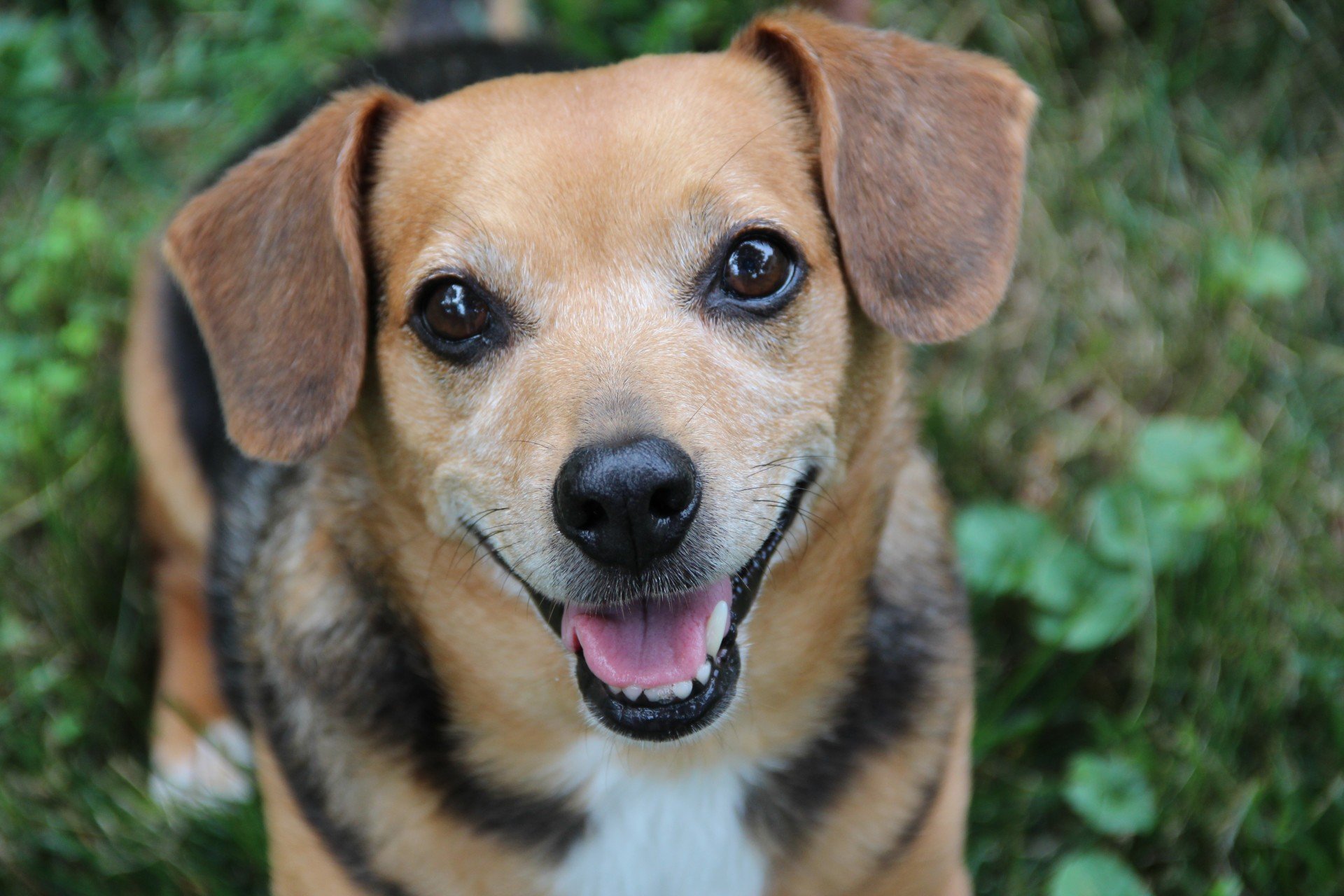 Gallery | St. Joseph Animal Hospital | St. Joseph, IL