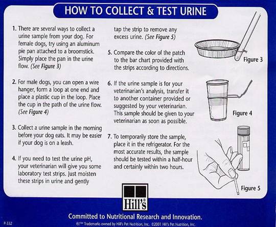 Pet Urinalysis Services | Aaron Animal Clinic | Parma, OH