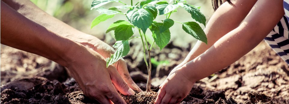 Come scegliere le piante giuste per il tuo giardino