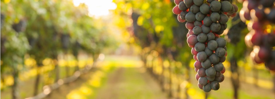 Come realizzare una piccola vigna per la prima volta