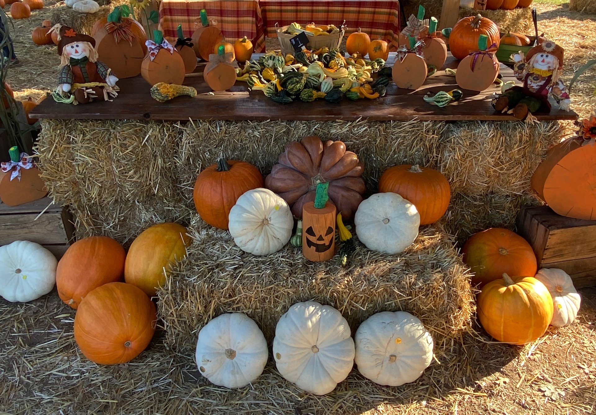 Placer County Pumpkin Patch in Loomis | Corn Maze | Hay Ride