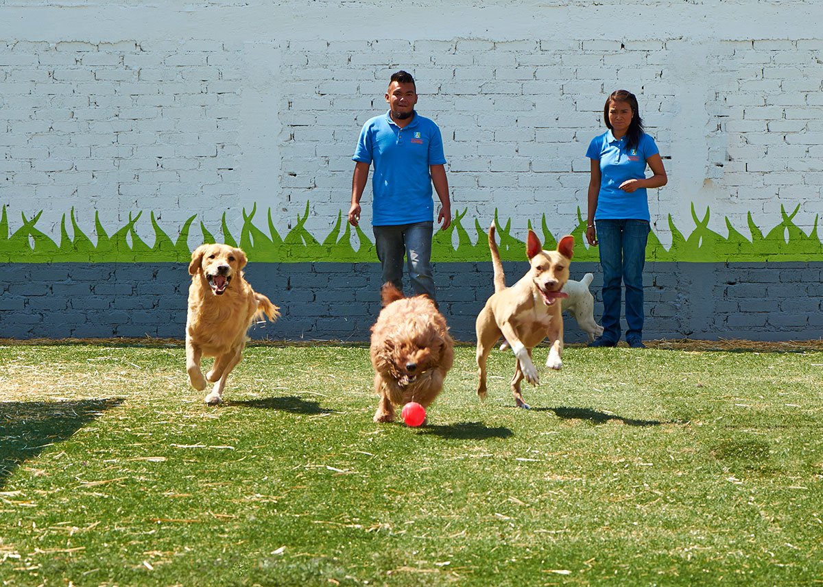 Escuela para Perros Tecamachalco EDOMEX | Adiestramiento Canino