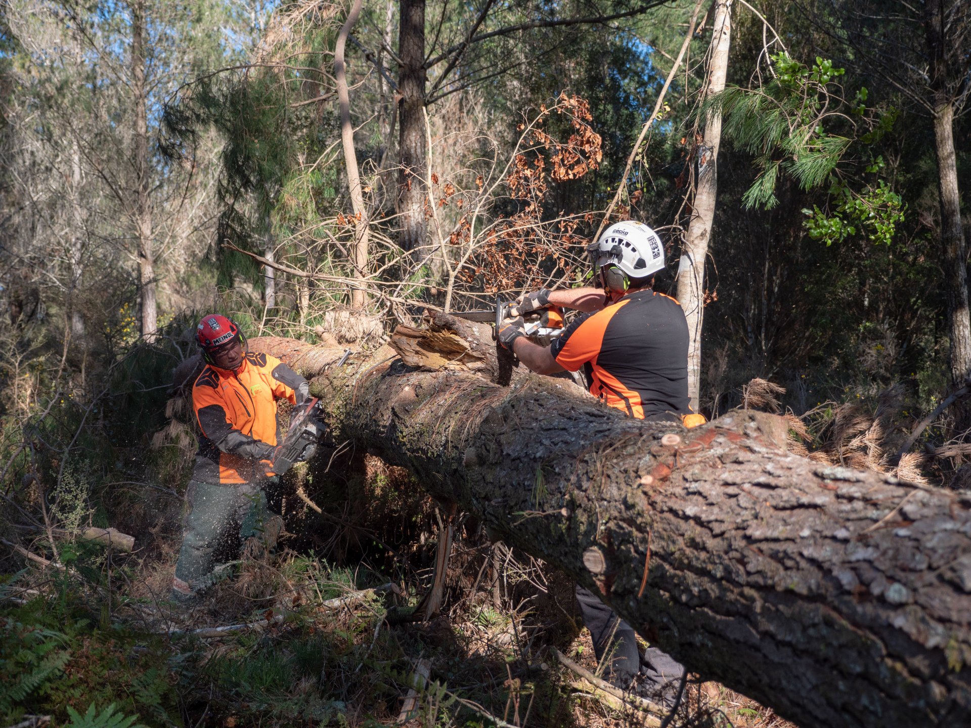 Arborists, Tree Removal, Consultation | Tree Guy West Coast