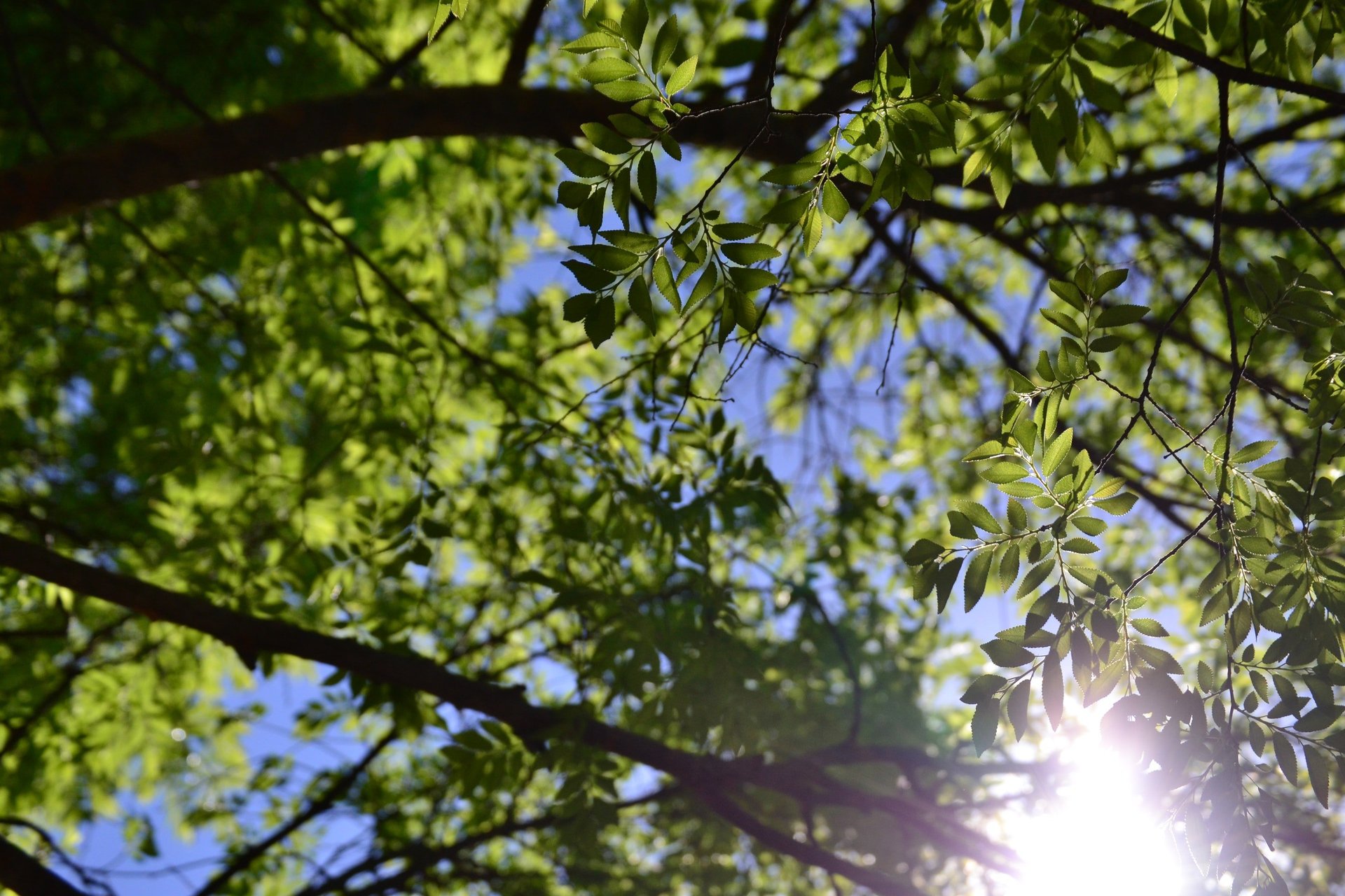 How To Help Your Trees Survive The Hot Summer Months