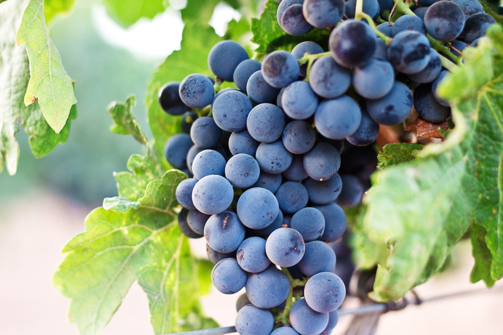 Vineyard Grapes | The Vineyard Cottage
