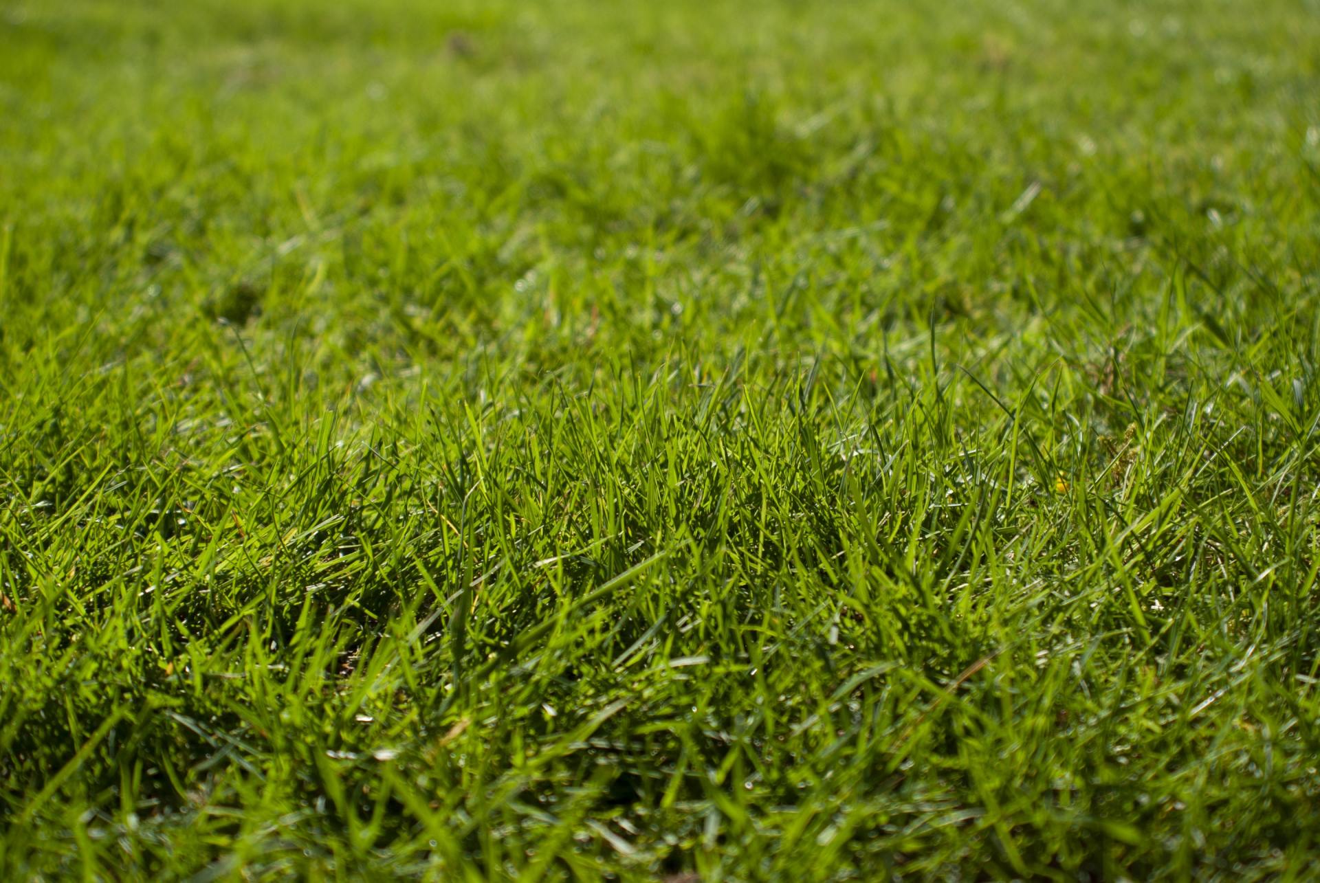 Aggieland Grass & Stone