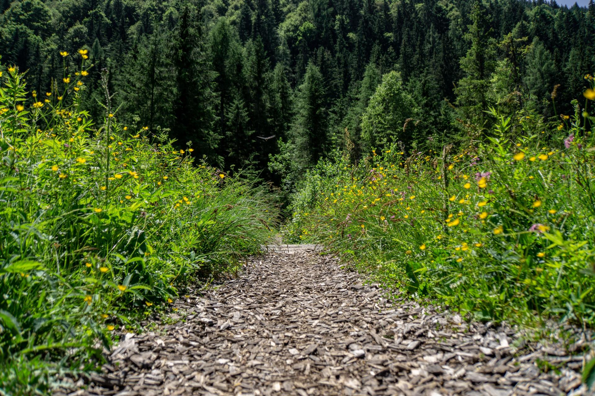 Pavers, Bricks and Stone : A Guide to The Best Garden Path Materials
